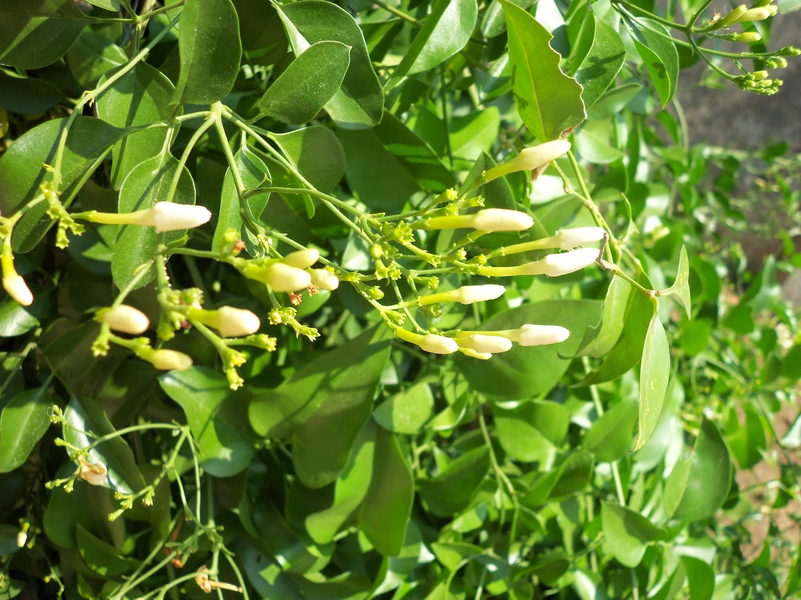தமிழ் பொங்கல் Tamil Pongal: Malligai Poovu - Jasmine Flower