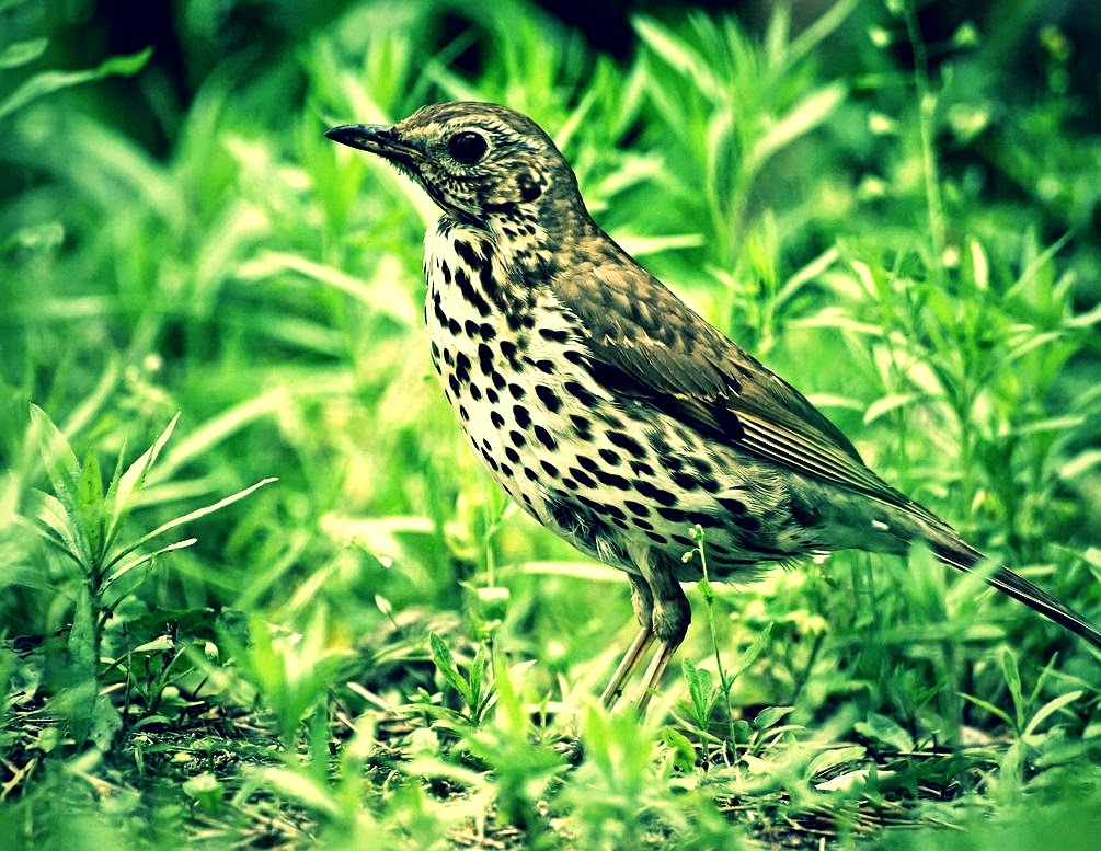 Strazdas Giesmininkas: birželio 2014