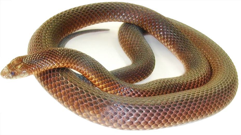 Eastern Brown Snake Latest Hd Wallpapers/Images 2013 | Beautiful And ...