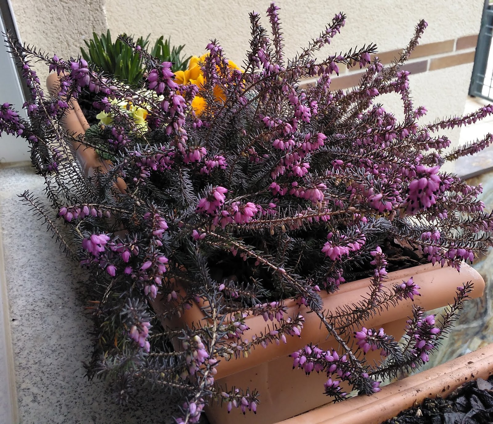 Biosfera vegetal.: Brezo rosado (Erica x darleyensis).