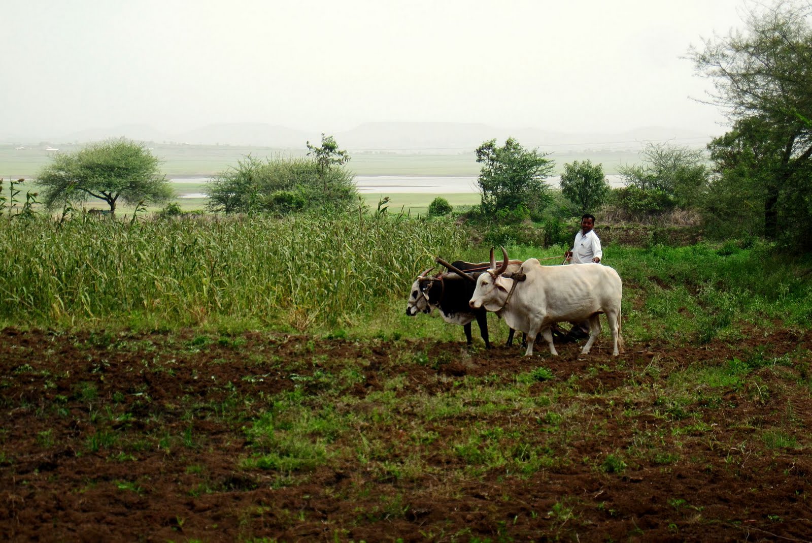 Stock Pictures: Man and Bullock cultivating field