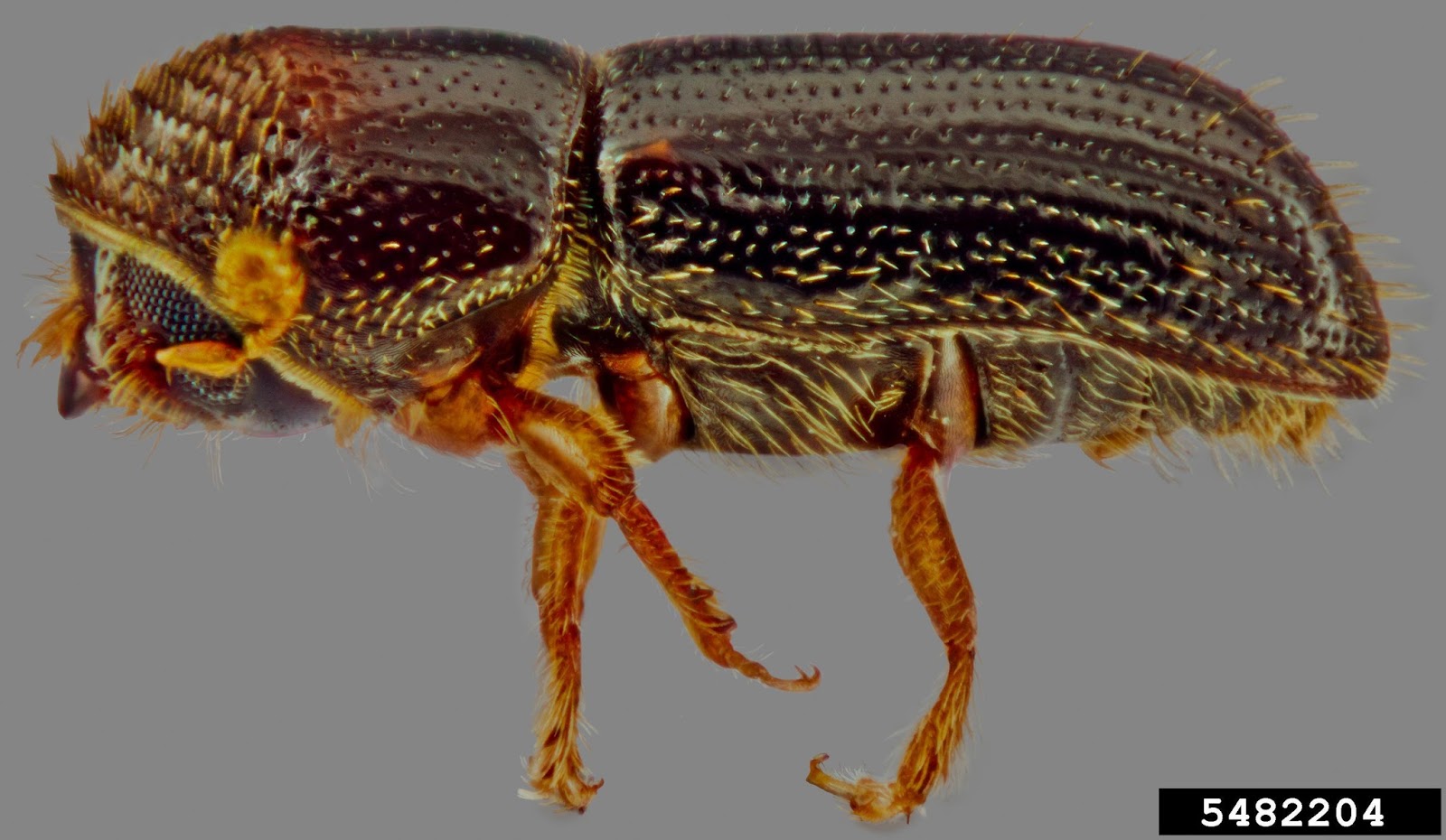 Center for Invasive Species and Ecosystem Health: Walnut twig beetle ...