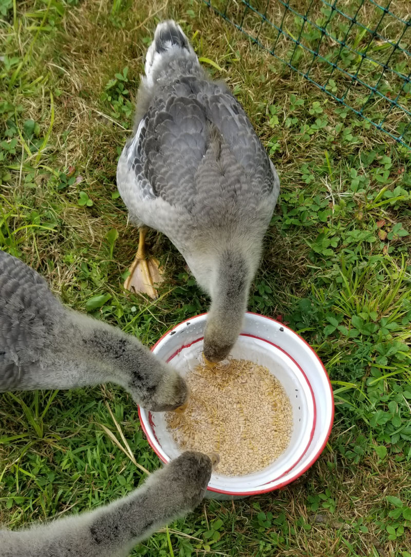 What Do Goslings Eat? - Fresh Eggs Daily® with Lisa Steele