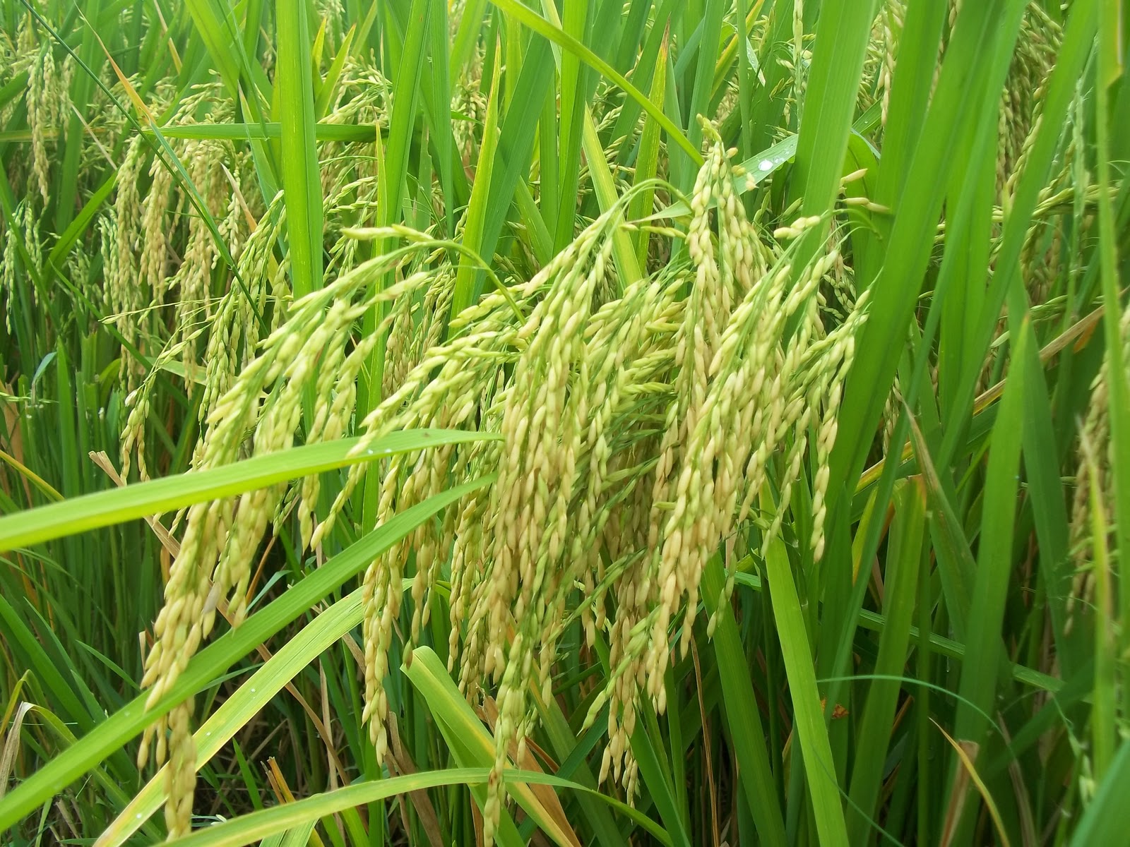 ANKUR SEEDS - SOUTH ZONE: Hybrid Paddy - 7434