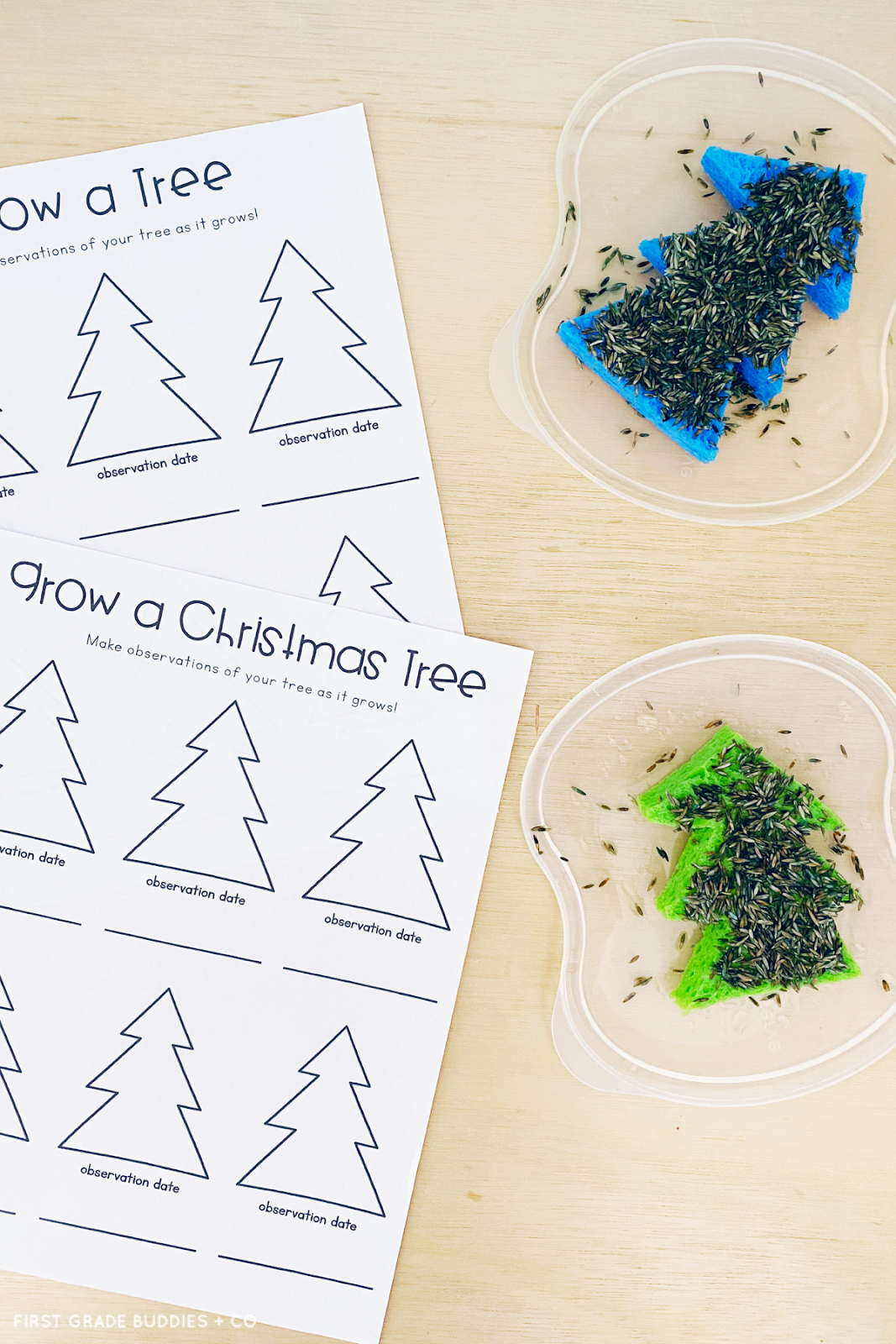 Simple Science : Grow a Tree | First Grade Buddies
