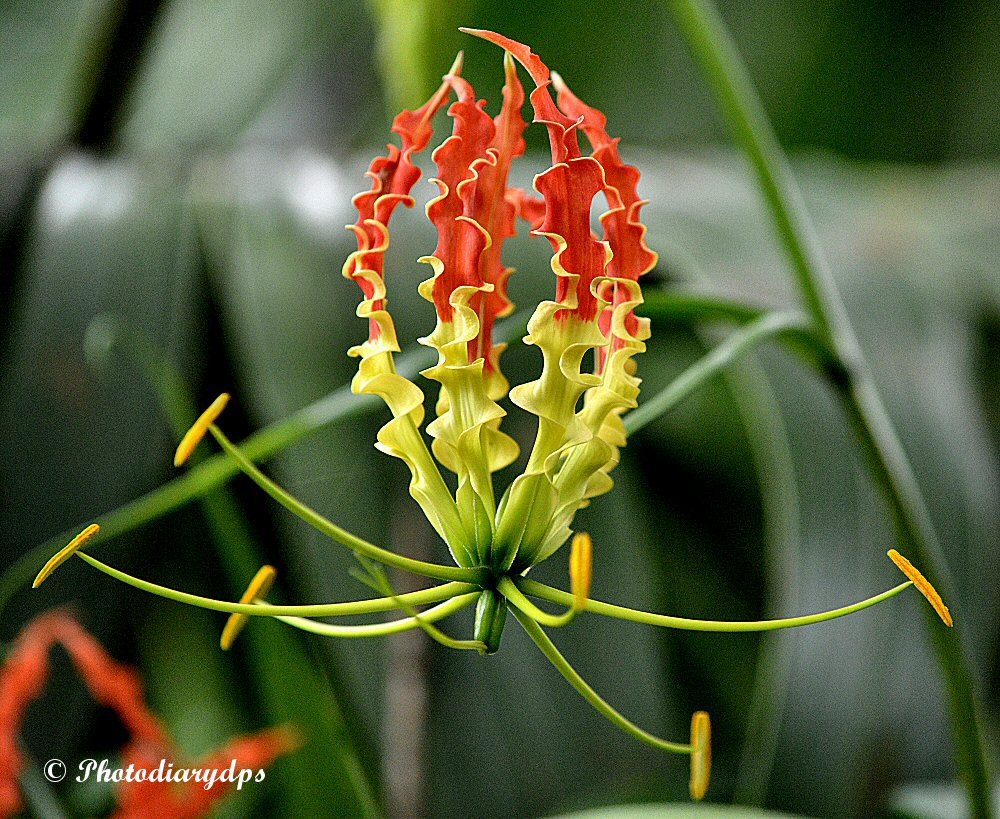 PhotoDiary: 06/11/2017 A few of the flowers and plants I have seen here ...