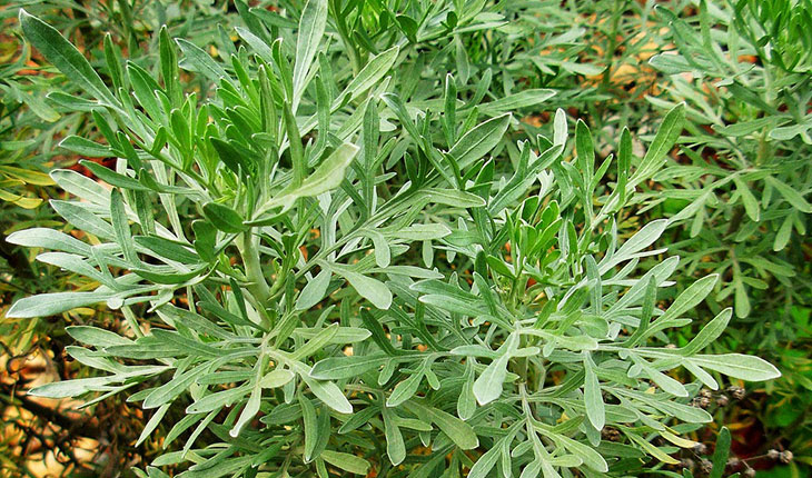 Pelin, biljka gorkog ukusa za skoro sva oboljenja