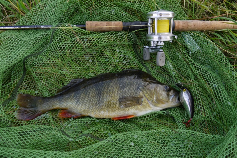 The Scruffy Piker: Zander, Perch & Bass Gallery