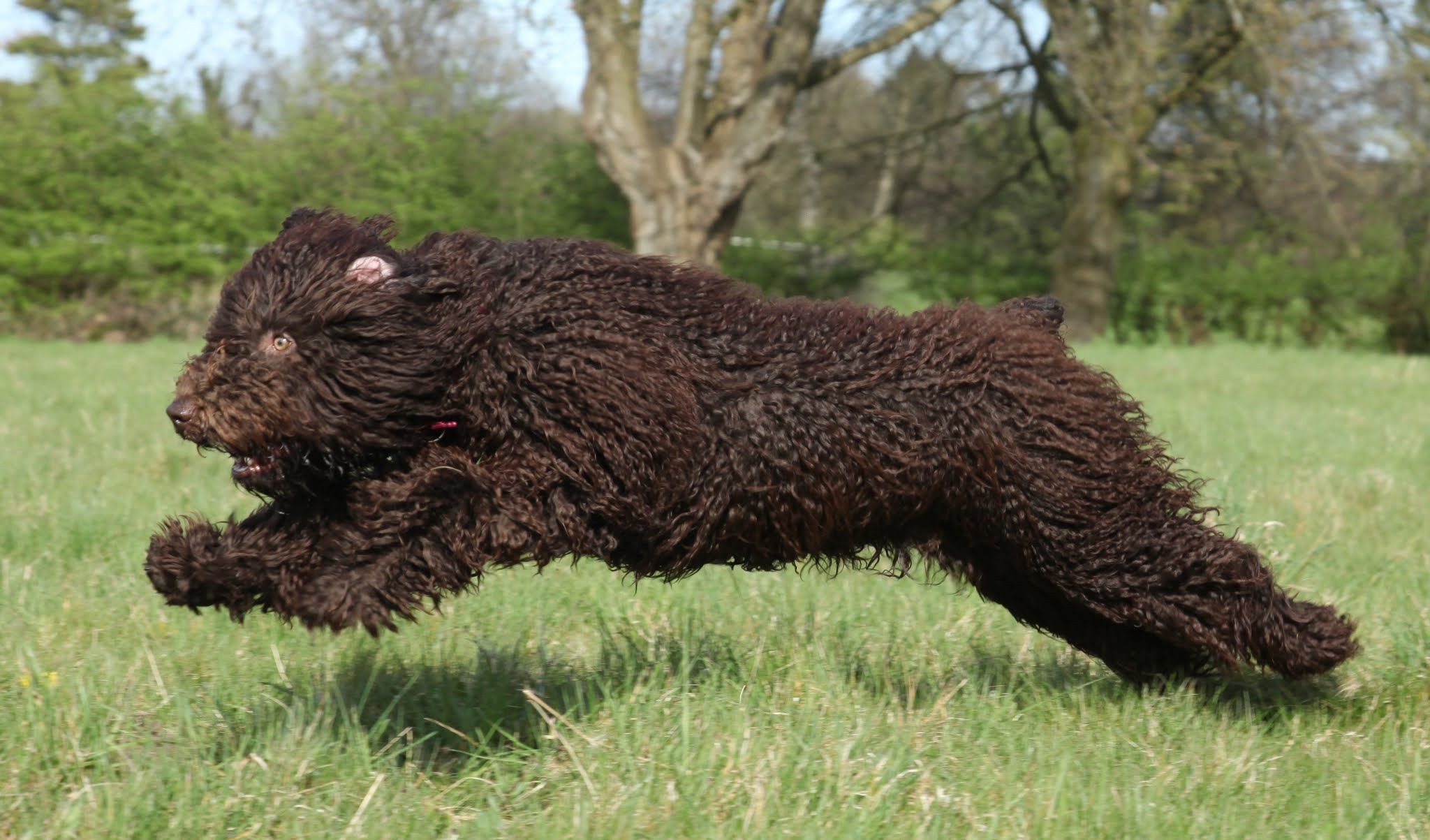 MD10 Best Dog Shampoo