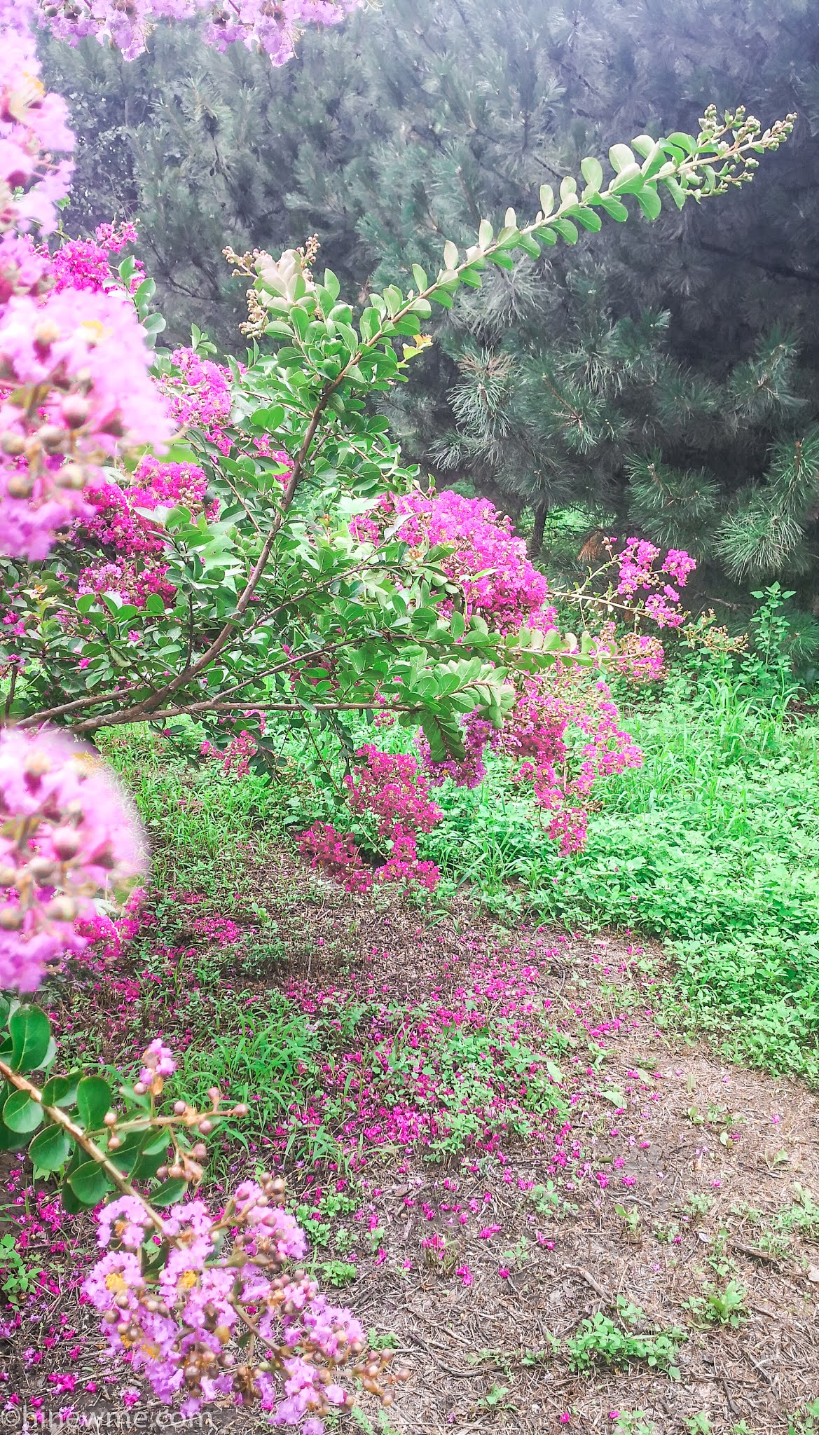 26+ flower landscape 5 post-production of photographic, come to see my ...