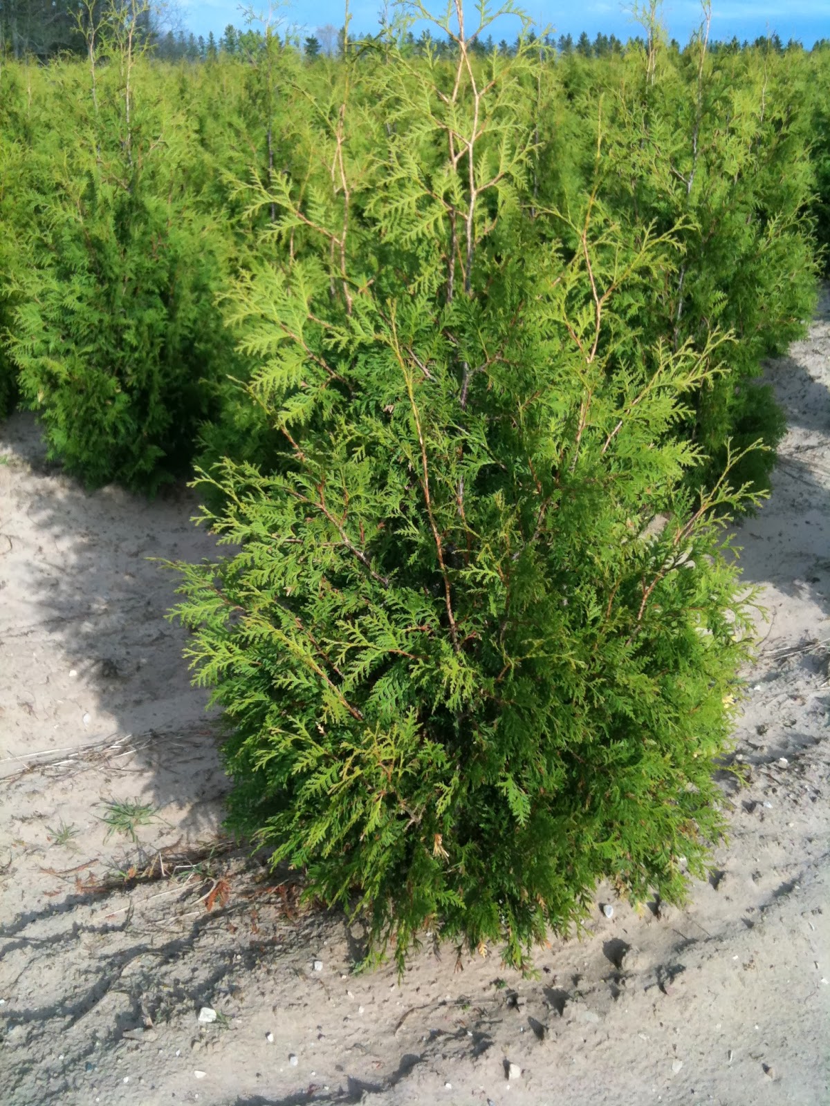 THE SEED: A Landscape Design Blog: 10 Hardy Trees for a Northern Climate