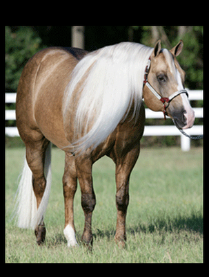 100 Mile Sliders Reining Club: STALLION SPOTLIGHT-WIMPYS LITTLE STEP