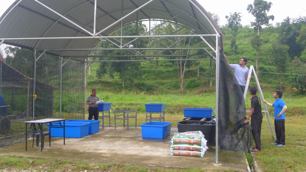 Affnan's Aquaponics: UPSI - Horticulture Unit Aquaponics Programme