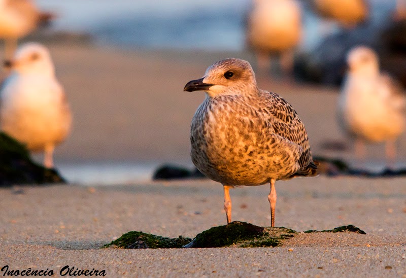 Birds of Portugal: Gaivota-de-patas-amarelas / Yellow-legged Gull ...