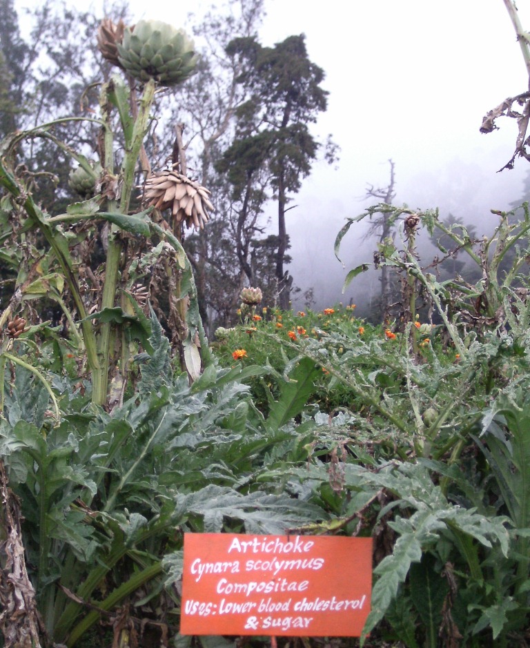 JERNANG (Daemonorops.Sp): Foto-foto Community-based Monitoring Systems ...