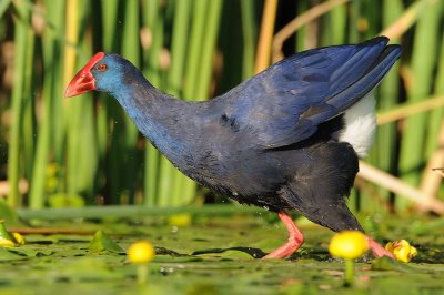 el atlas de los animales: El calamón