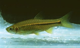 Mengenal Ikan Seluang - PERIKANAN