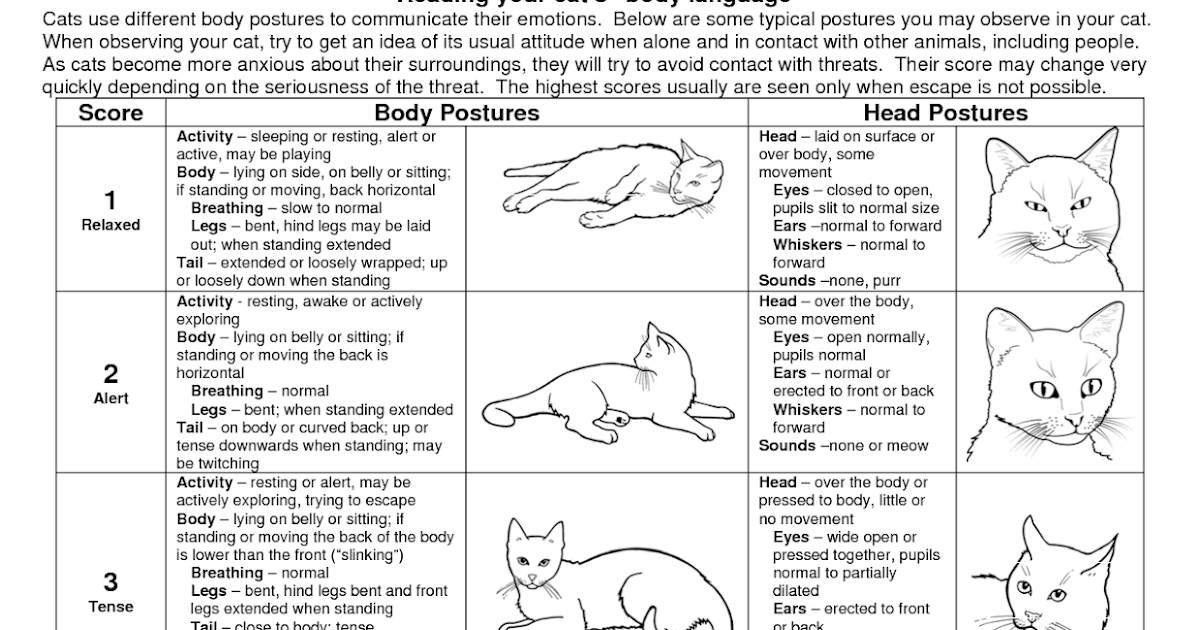 Reading Your Cat's Body Language- a Chart