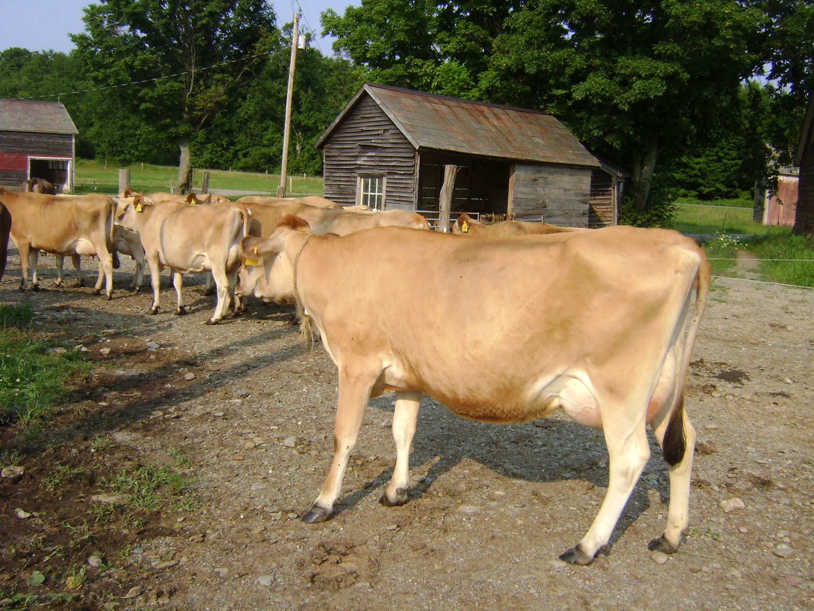 Wayward Goose Farm: The Cows
