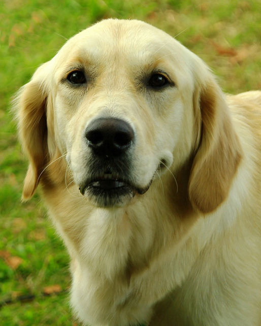 Astrology F r Dogs All Pet Care astrology-f-r-dogs-all-pet-care