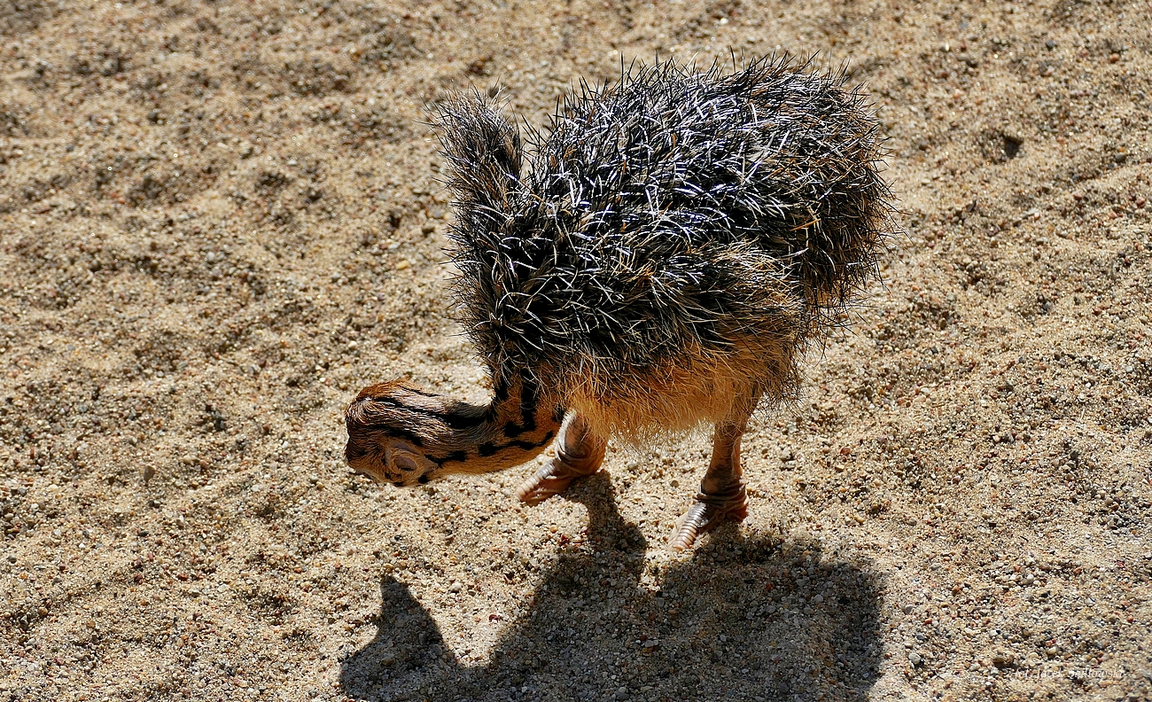 FotoBlog Jacek Sadłowski