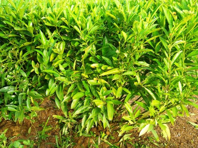 MPV LANDSKAP DAN NURSERI: TAMAN RAMUAN/TAMAN HERBA MARDI DI MAEPS ...