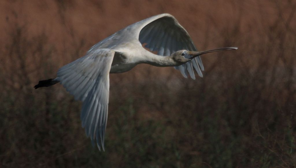 Richard Waring's Birds of Australia: Photographic Fly-by - Yellow ...