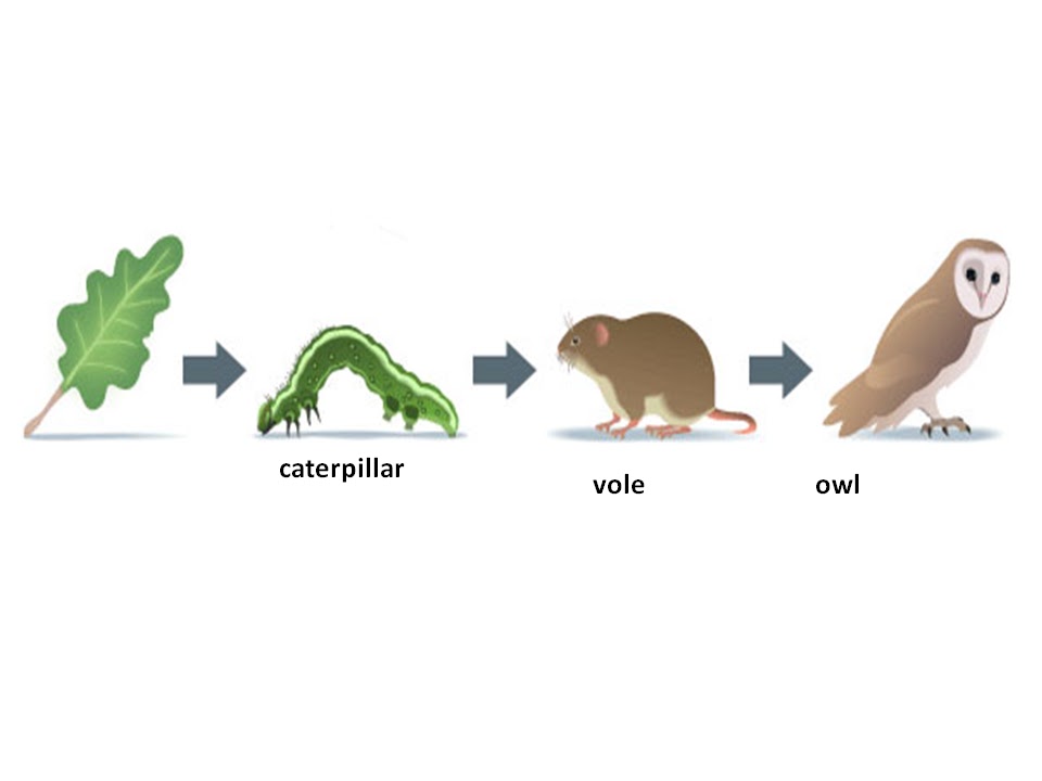 Biology: ENERGY TRANSFER THROUGH FOOD