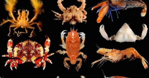 Morfologi, Anatomi, Reproduksi, Klasifikasi dan Peranan Crustacea