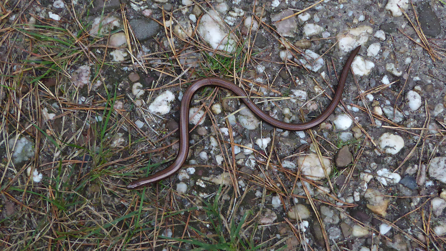 Natuurnotities Monique Smulders: Slang? Worm? Nee, hagedis!