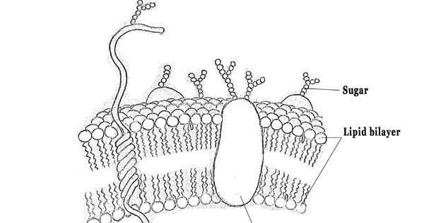Lipid Structure Coloring Pages