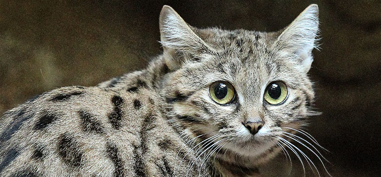 Αυγούστου 2018 | Pet News365