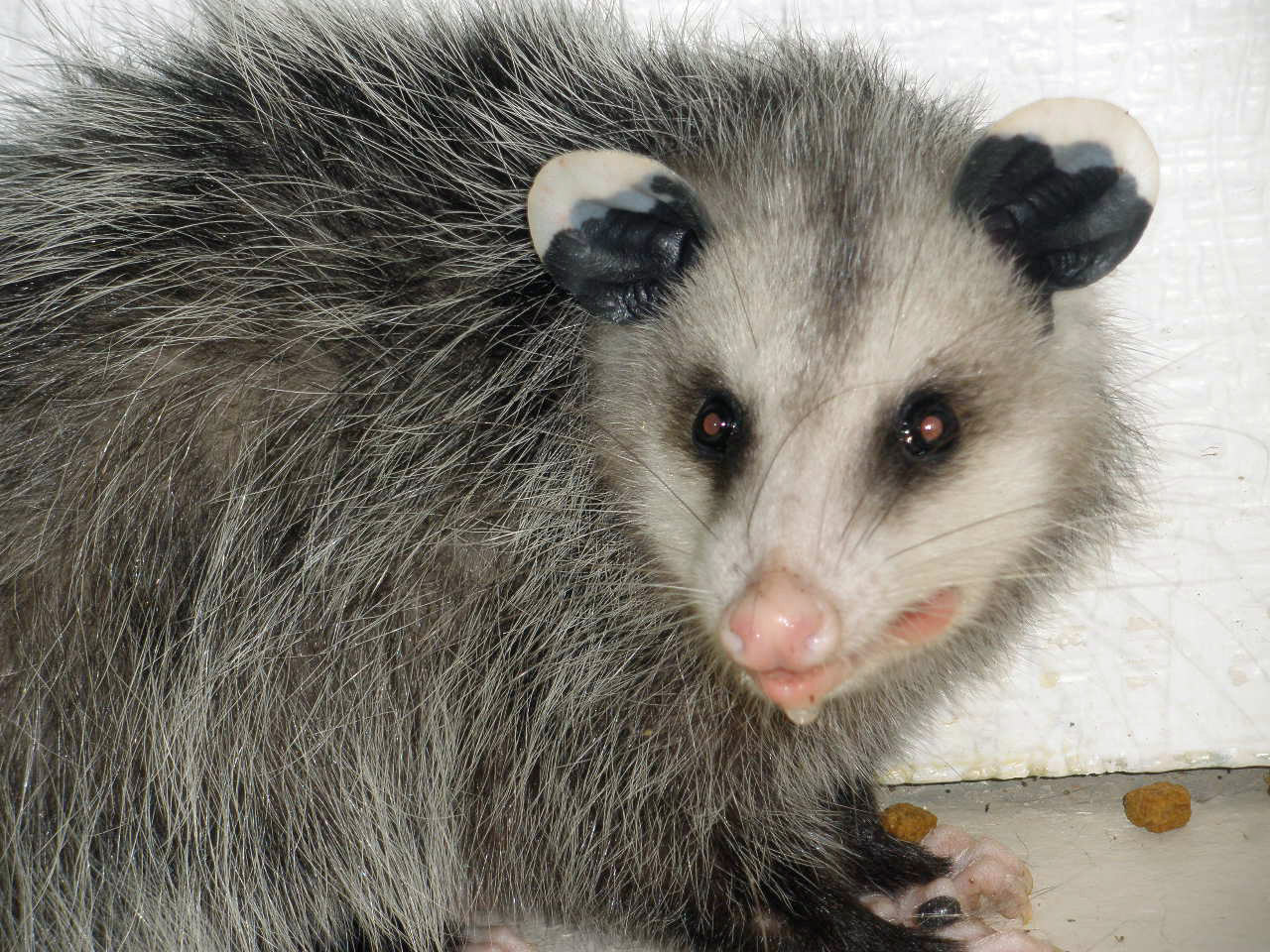 MARIETTE'S BACK TO BASICS: {Possum encounter...}