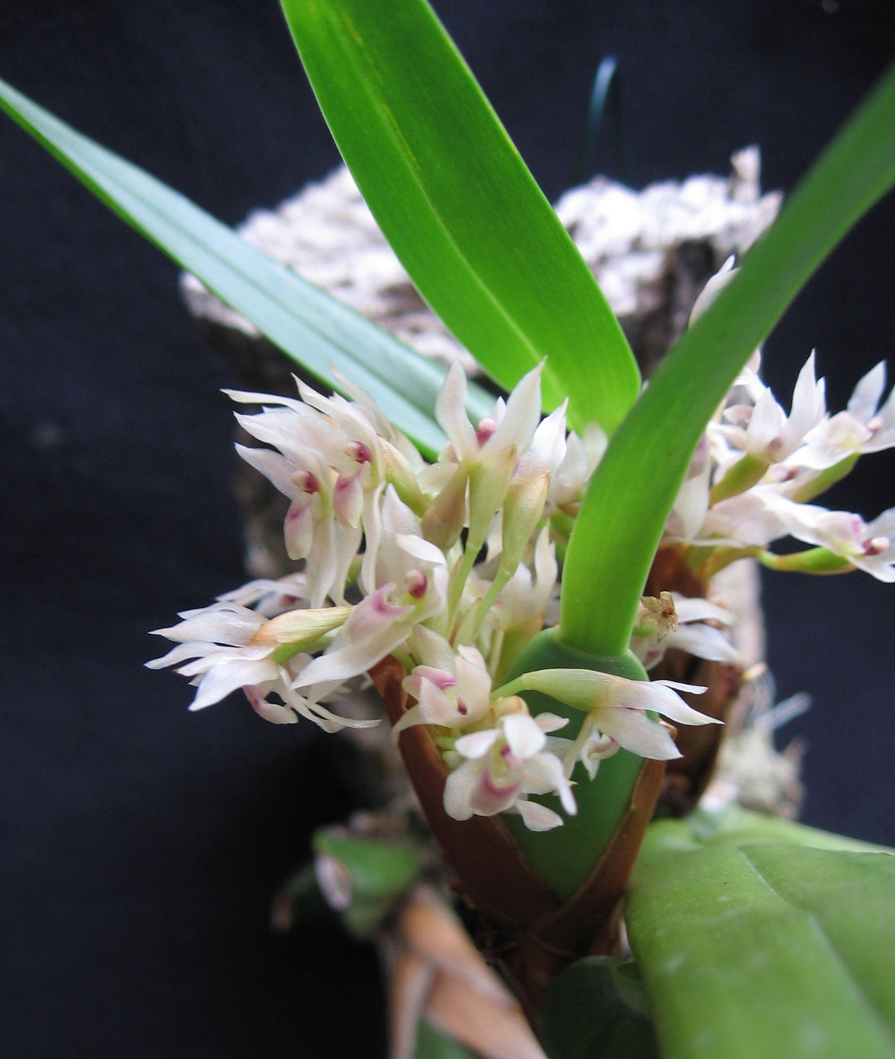 Perfume Project NW: A VERY FRAGRANT ORCHID: MAXILLARIA DENSA