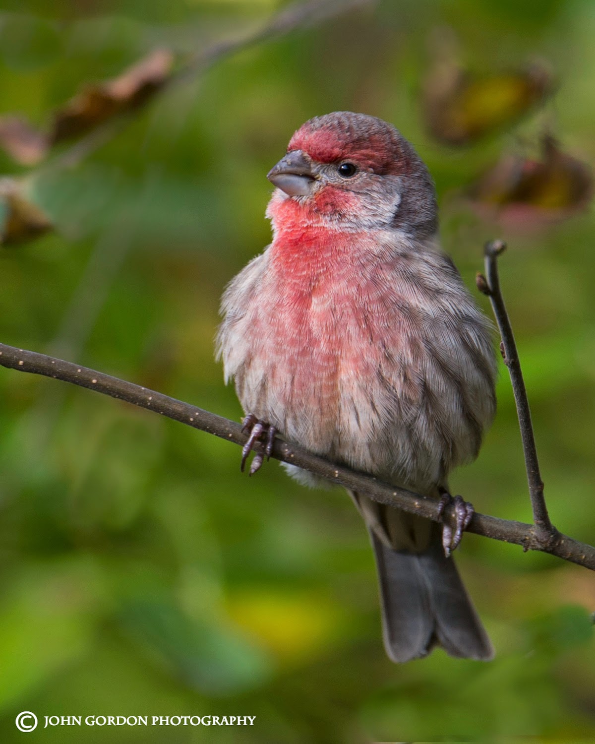 John Gordon/Listening to Birds: Boundary Bay Birding