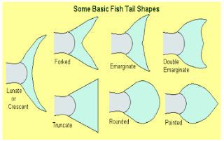 Bentuk Sirip Ikan - Lalaukan