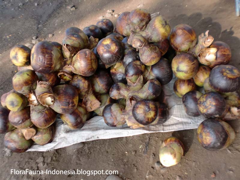 SIWALAN (LONTAR) - Flora & Fauna Indonesia