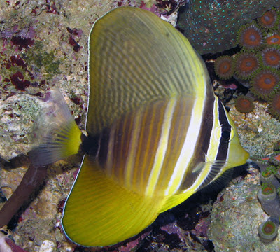 Fish Index: Striped Sailfin Tang (Zebrasoma veliferum)