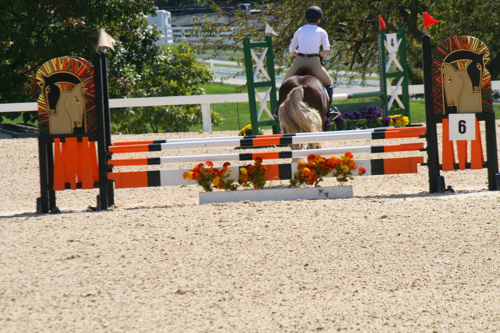 Cob Jockey: Jump Start HT: Show Jumping