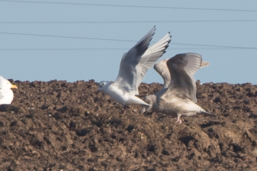 The Deskbound Birder: Thayer's Gull, Toyd Down, Tidpit, Hampshire - 6th ...