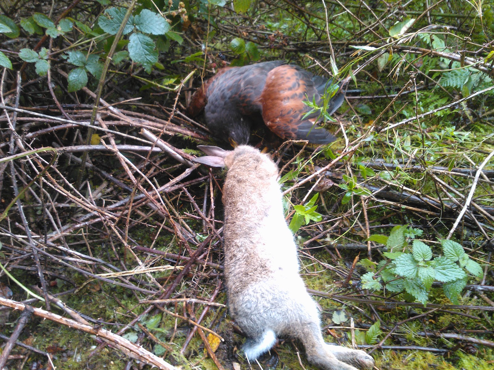 Strathblane Falconry News