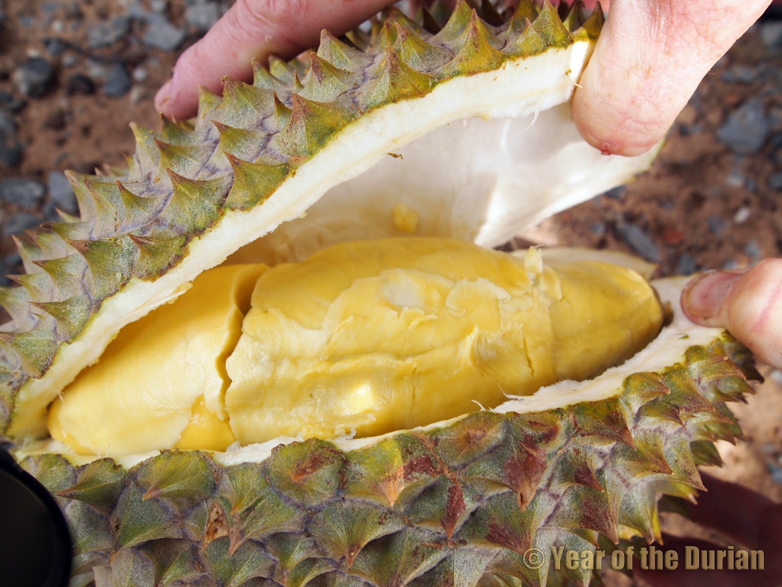 Kampot, Cambodia's Durian Capitol