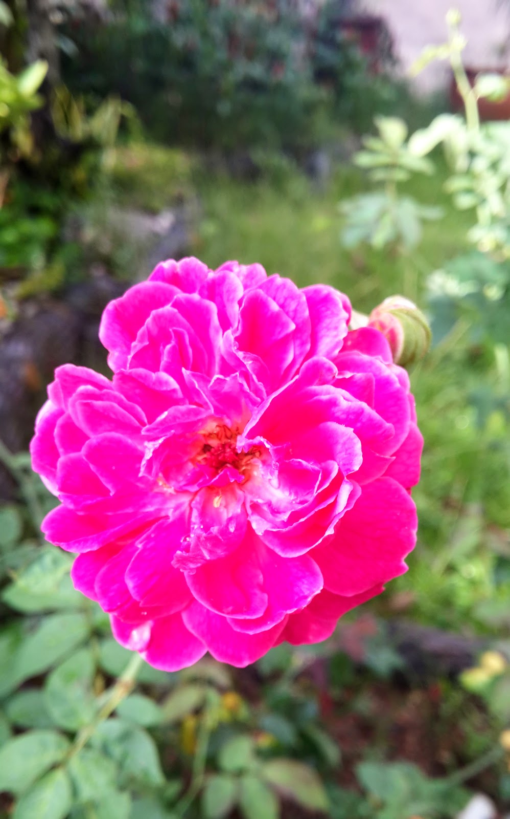 Hiking & Gardening: Projek Tanaman 17: Pokok Ros