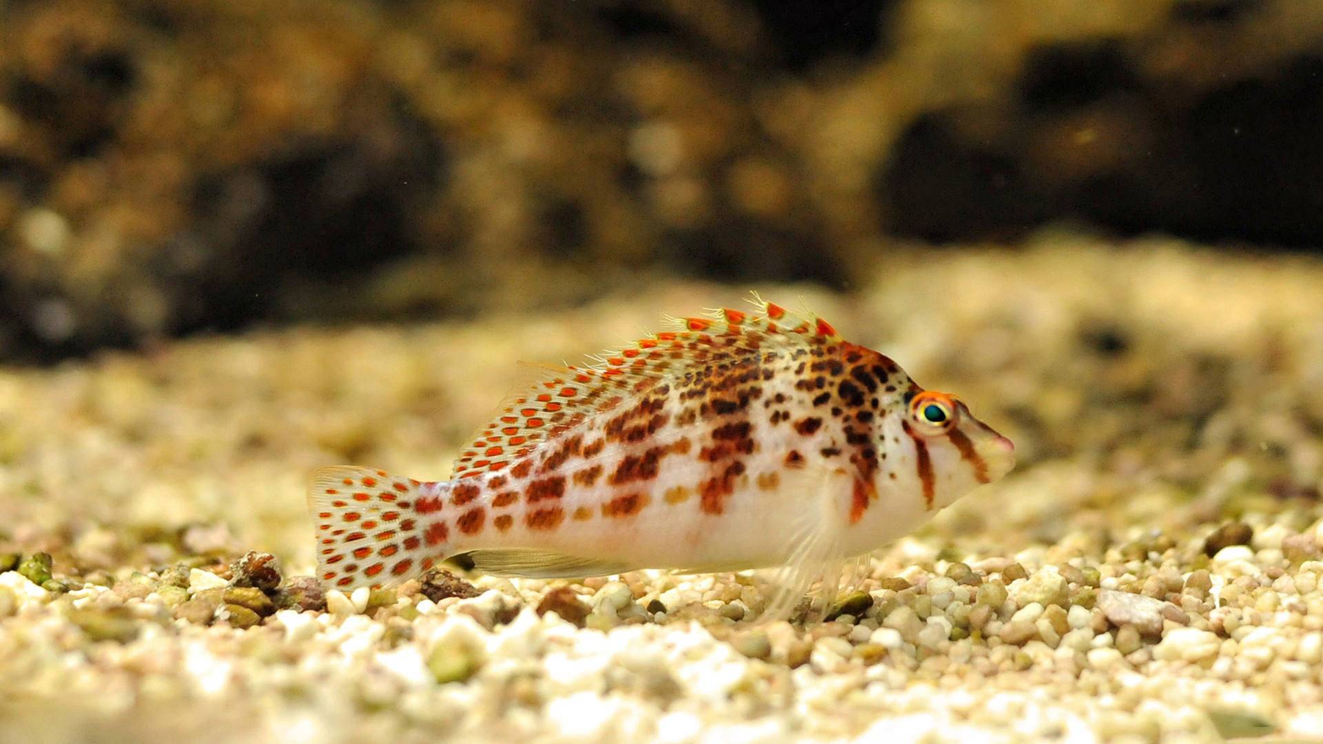 Koleksi Gambar Ikan Hias Cantik