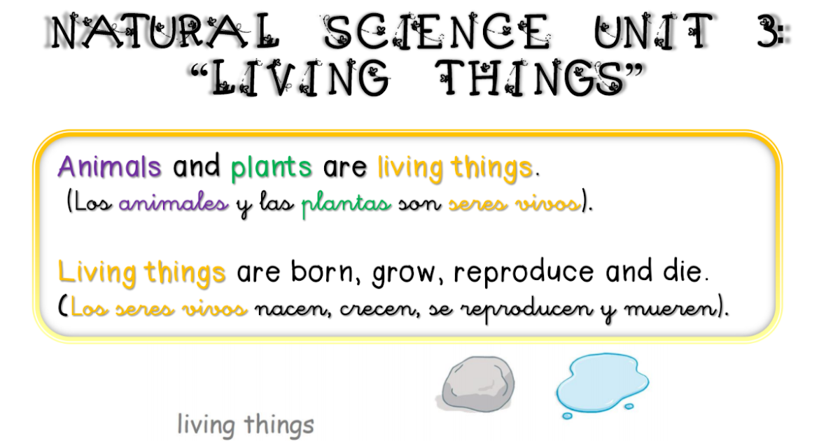 2º Educación Primaria: NATURAL SCIENCE UNIT 3: LIVING THINGS. Let's revise
