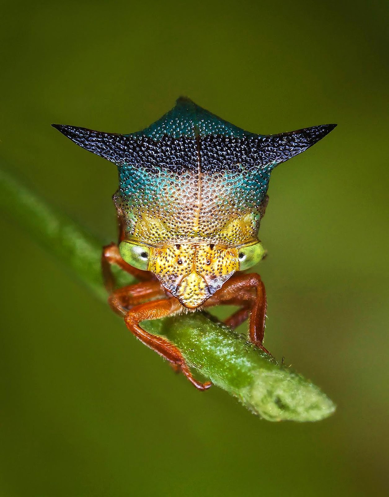 the igneous, the sedimentary and the metamorphic: assassin bugs ...