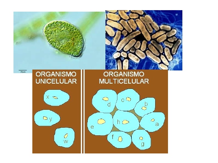 Biología Segundo 2023: Clase 7. Biología. Evolución de los seres vivos.