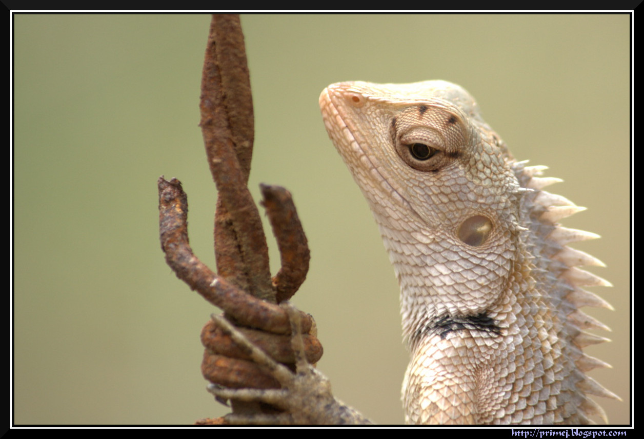 Prime Photos: April 2012