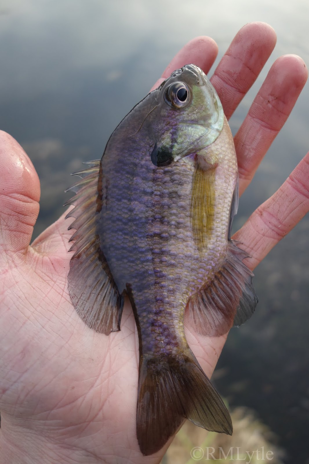 Connecticut Fly Angler: Late Winter Dry Fly Bluegills