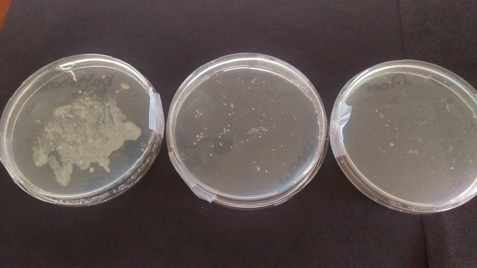 The Cool Science Dad Science Fair Project Growing Bacteria Day 2 the-cool-science-dad-science-fair-project-growing-bacteria-day-2